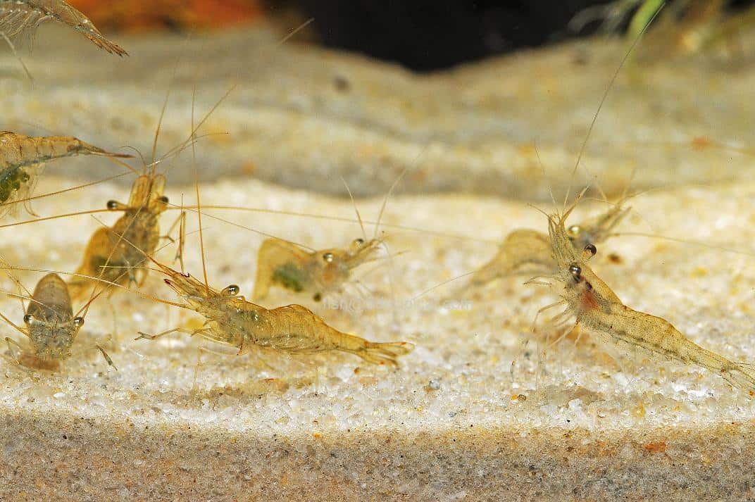 Amano Shrimp vs Ghost Shrimp: What's the Difference ...