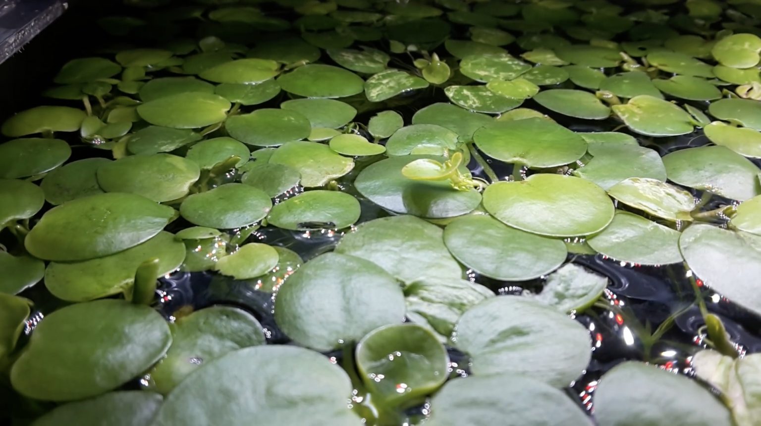 9 Best Floating Aquarium Plants for Beginners - FishTankAuthority.com