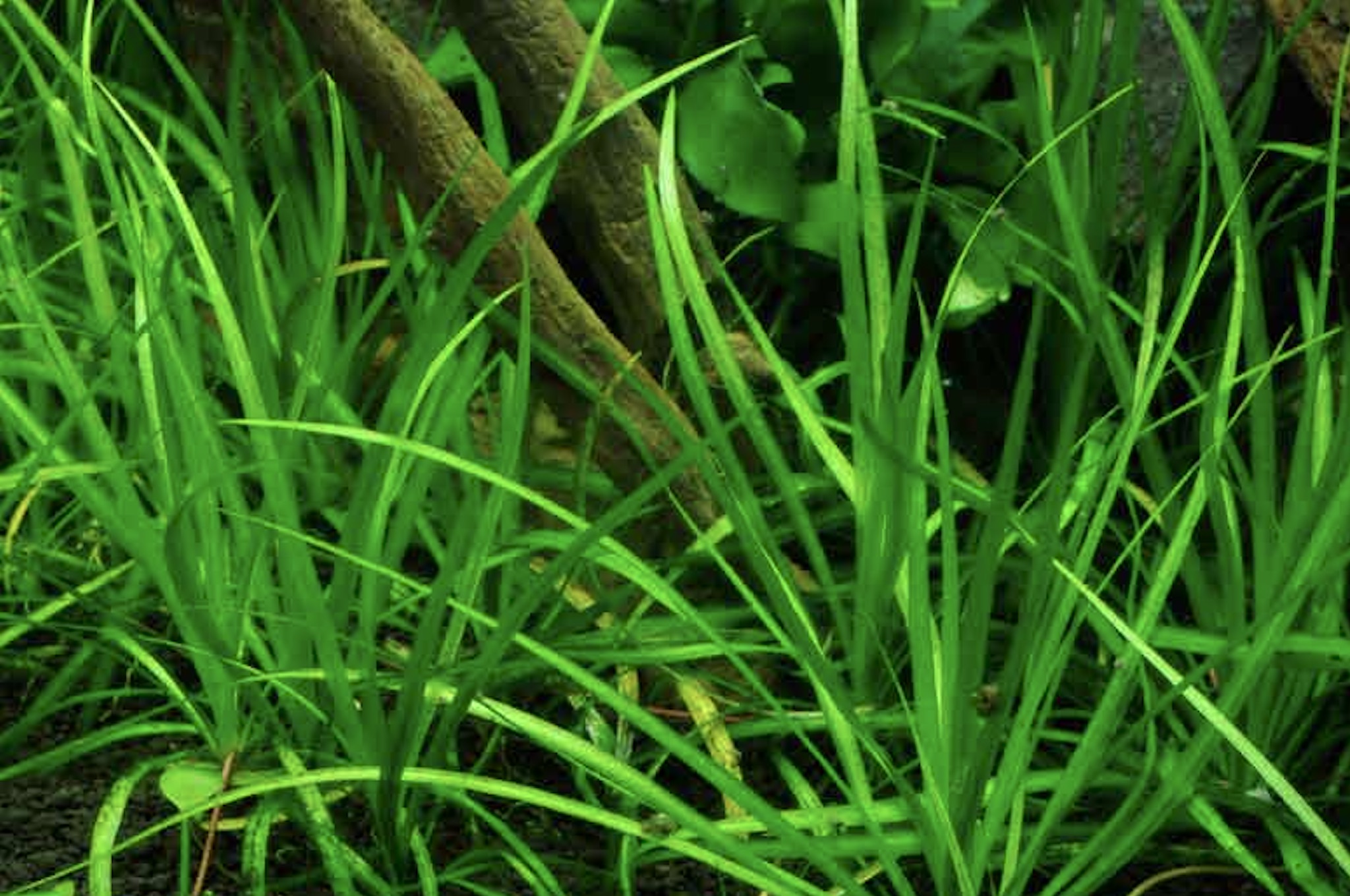 Fish Tank Authority | Red Root Floater