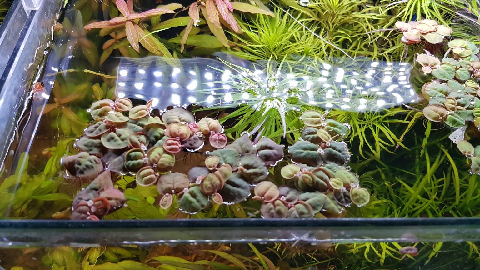 Fish Tank Authority | Red Root Floater