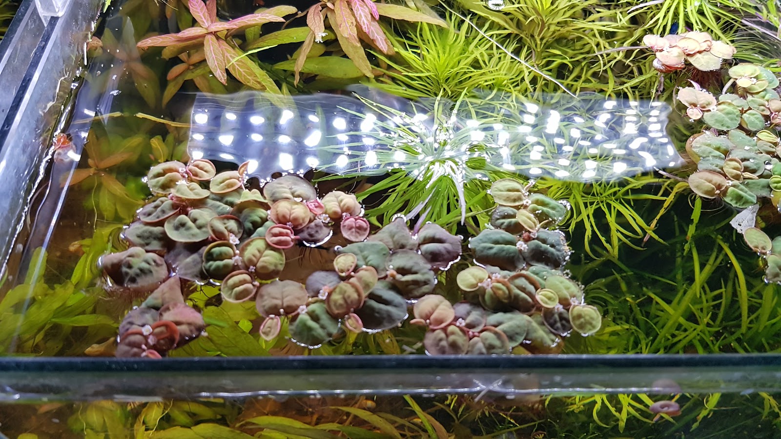 Fish Tank Authority | Red Root Floater