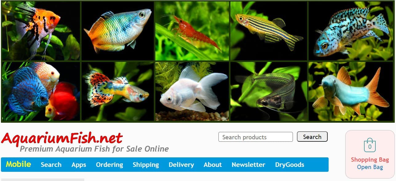 Best Place To Buy Betta Fish Online