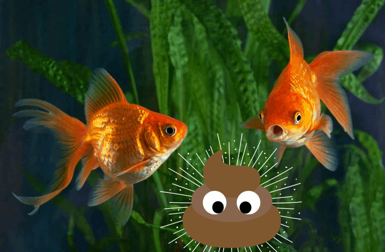 How Do Fish Poop and Pee? - fishtankauthority.com